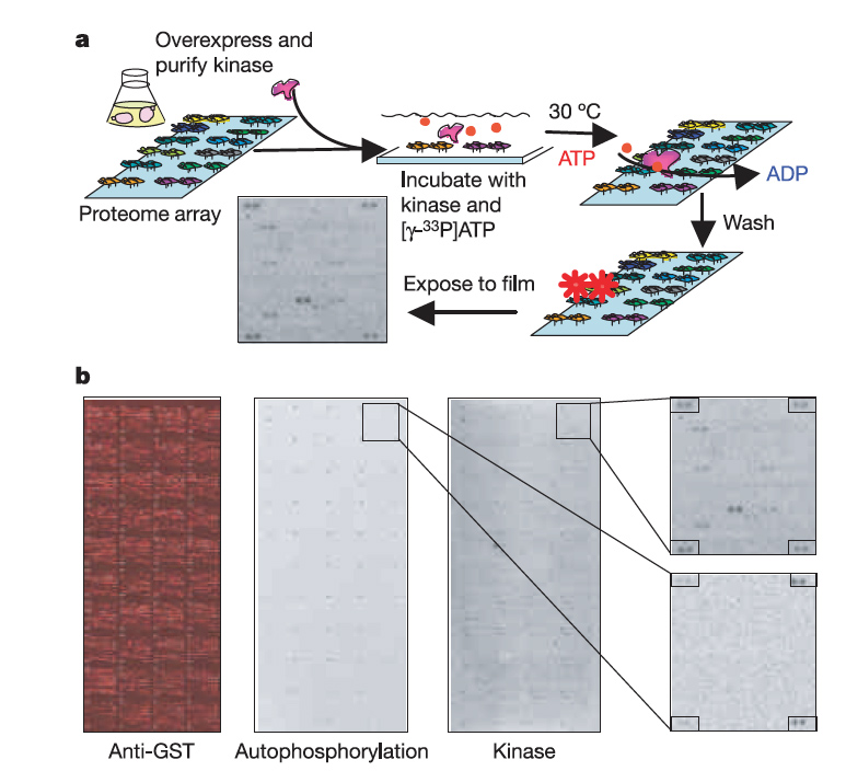 Ptacek et al. 2005, Abstract